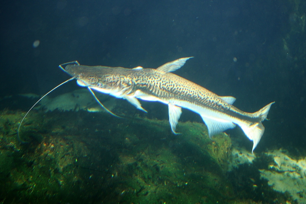 Duckbill Catfish (Sorubim lima) - Marine Life Identification