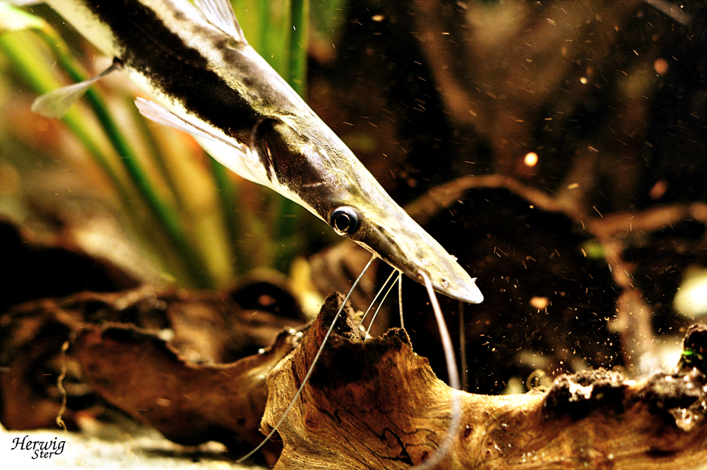 Duckbill Catfish (Sorubim lima) - Marine Life Identification