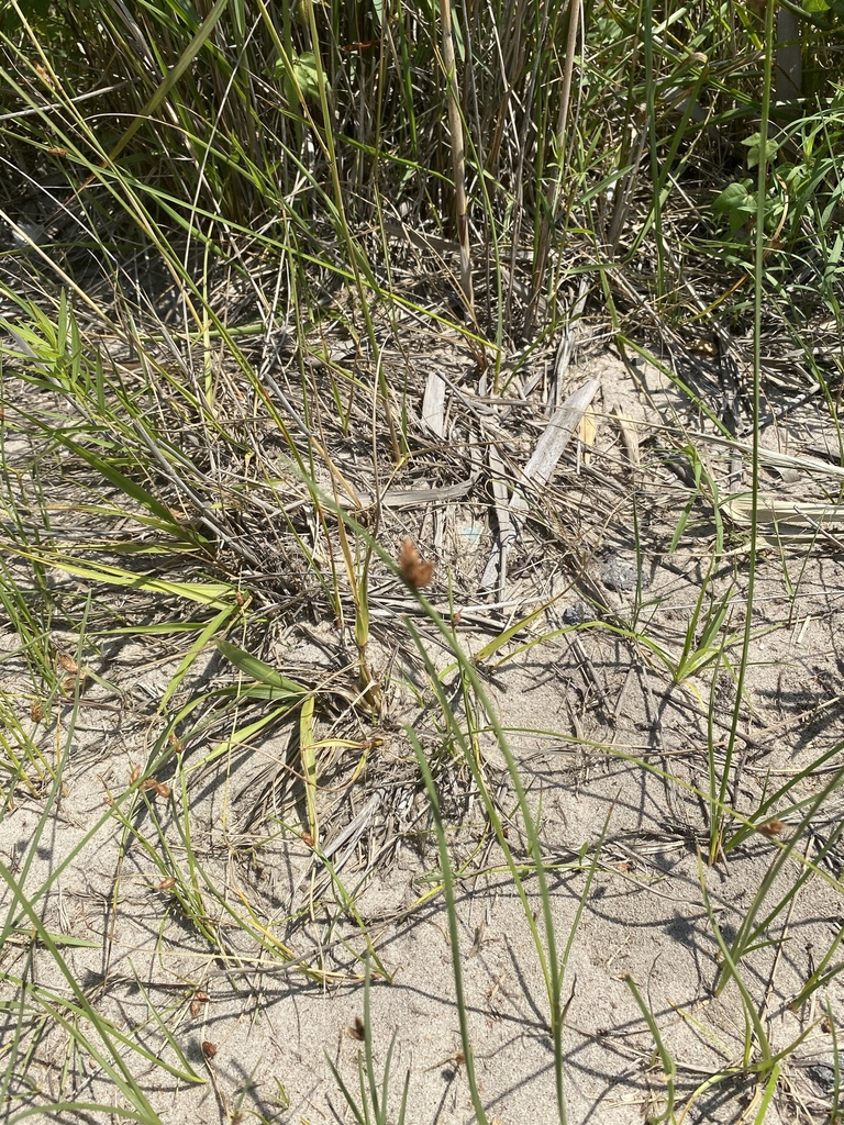 three-square bulrush from Fire Island National Seashore, Ocean Beach ...
