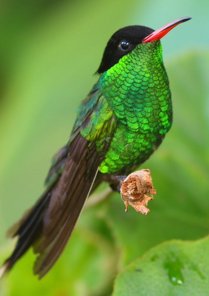 Streamertails (Trochilus) - Avian Discovery