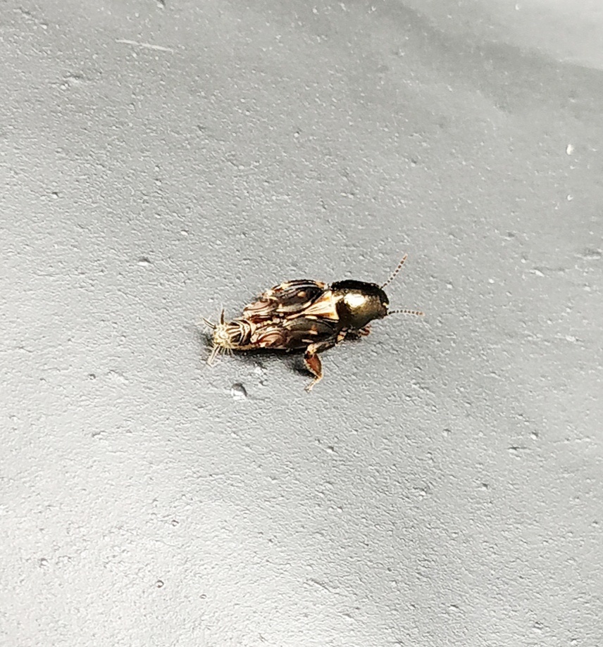 Pygmy Mole Crickets from Kalpetta, Kerala, India on June 21, 2020 at 10 ...