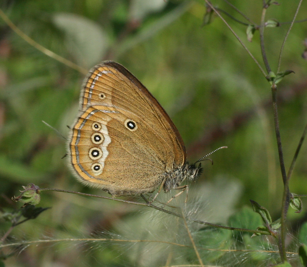 False Ringlet in June 2020 by Oleg Kosterin · iNaturalist