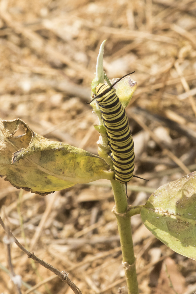 Southern Monarch from Janaúba - MG, 39440-000, Brasil on June 17, 2020 ...
