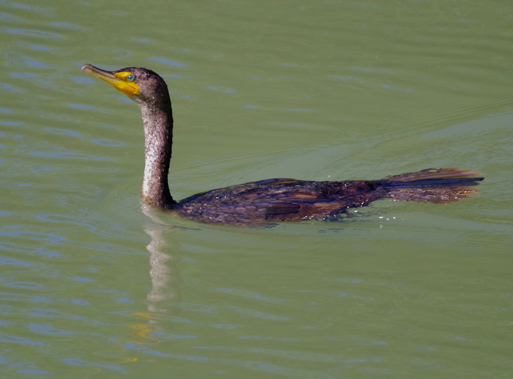 Double-crested Cormorant (Birds of Rosewood Nature Study Area ...