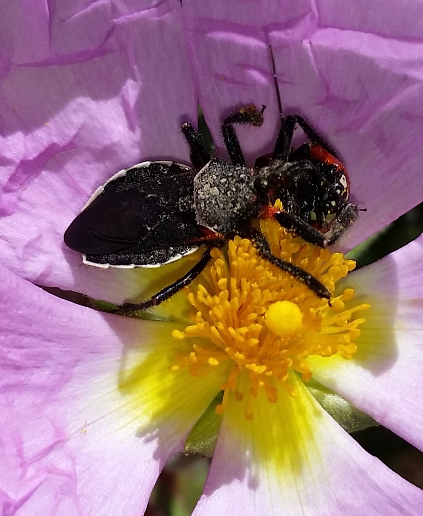 California Bee Assassin from el sereno open space on May 19, 2017 at 11 ...