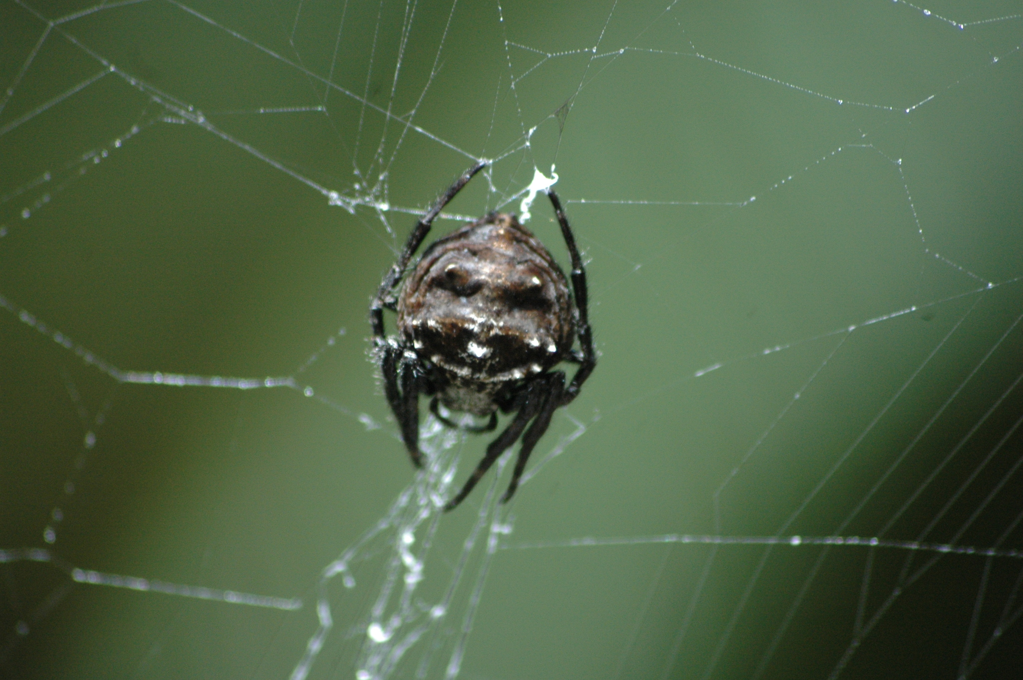 Caerostris darwini Kuntner & Agnarsson, 2010