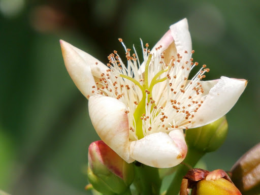 bonnetia family (Bonnetiaceae) - Botanical Realm