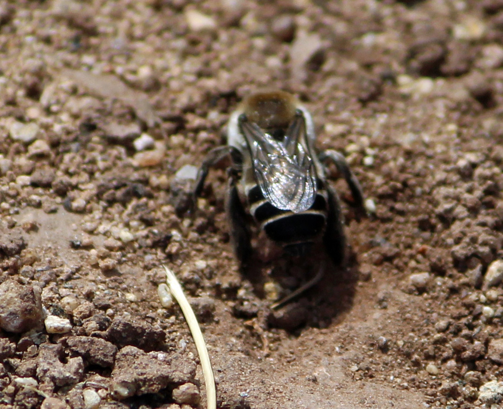 Bindweed Turret Bee from Orange, CA, USA on June 24, 2020 at 09:39 AM ...