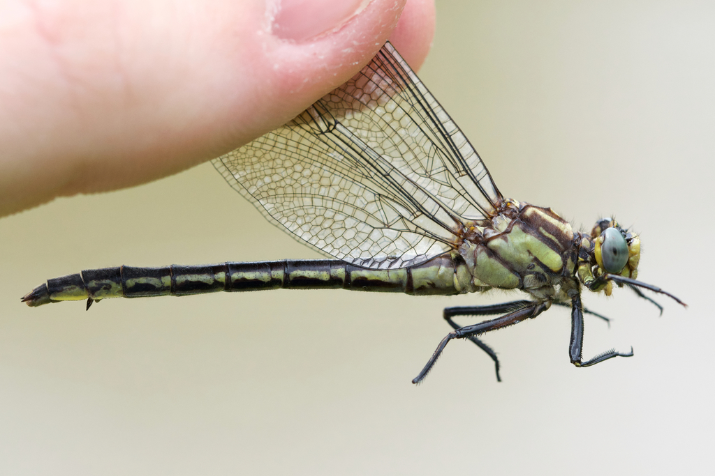Harpoon Clubtail from Vaughan, ON, Canada on June 24, 2020 at 12:25 PM ...
