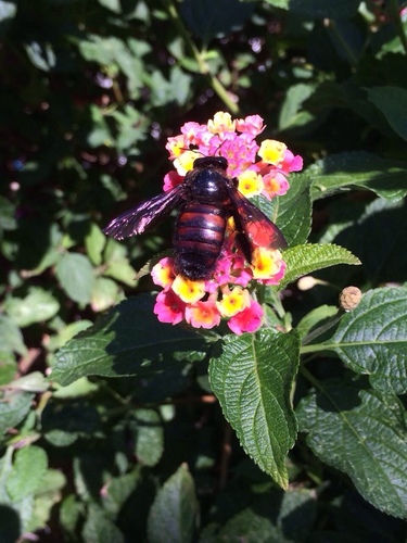 Observations by phott · iNaturalist