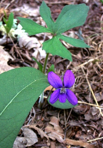 southern three-lobed violet (Variety Viola palmata palmata) · iNaturalist