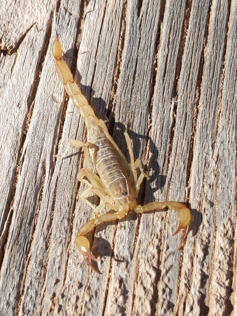 Lesser Stripetail Scorpion from PETRIFIED FOR, AZ 86028, USA on June 24 ...