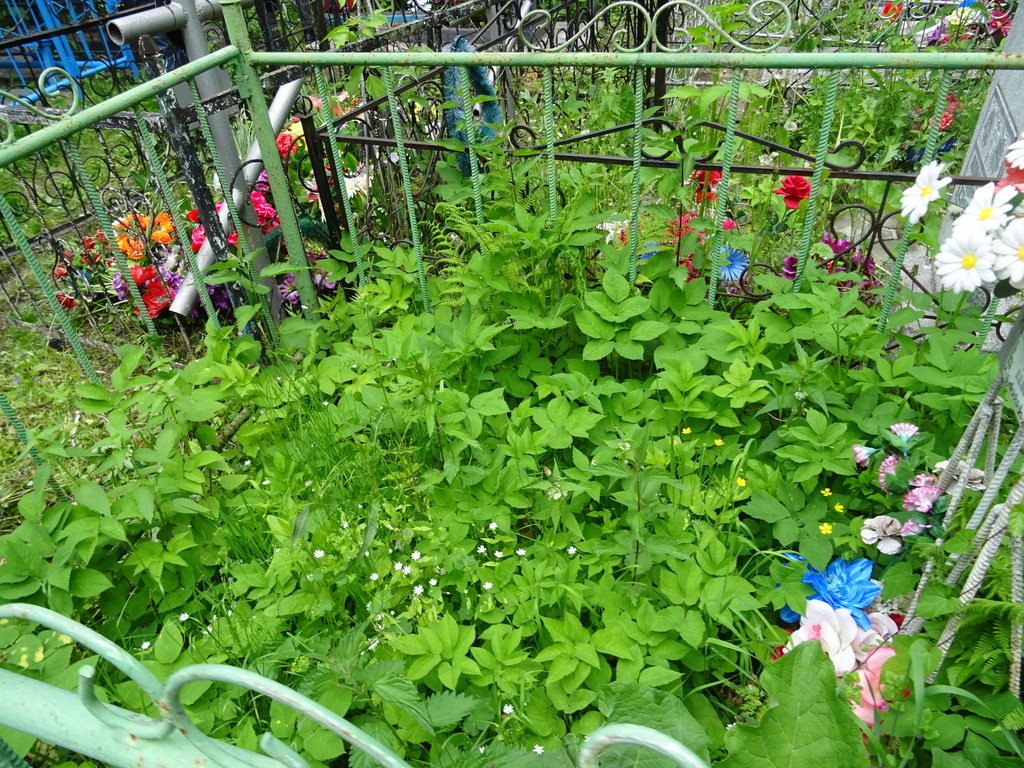 Goutweed from Тобольск, Тюменская обл., Россия on June 16, 2019 at 09:59 AM by Igor Kuzmin ...