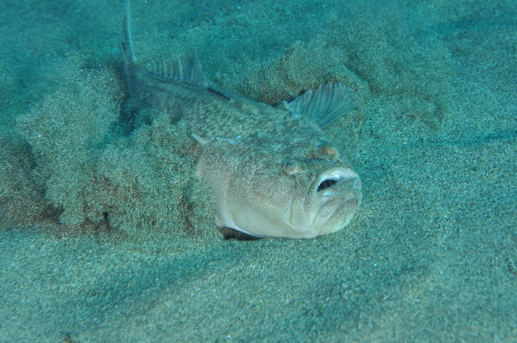 Pez rata (Peces del Mediterráneo) · iNaturalist