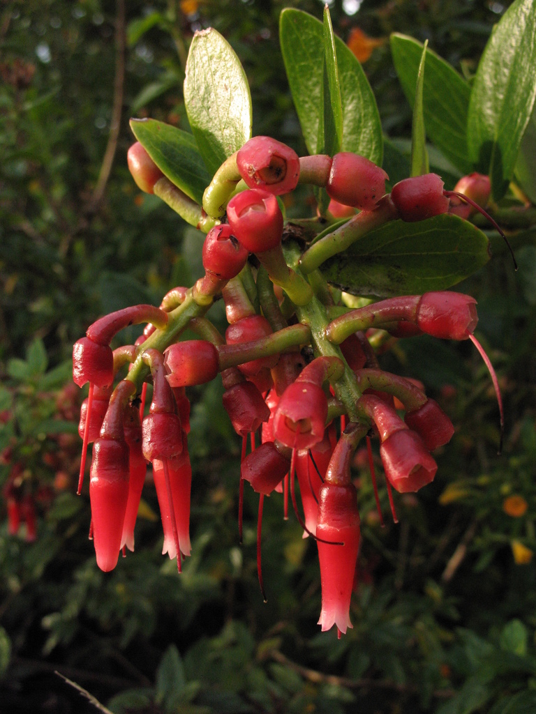 Macleania rupestris from Subachoque, Cundinamarca, Colombia on November ...