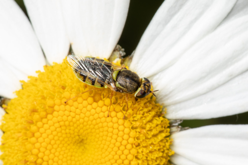 Hedriodiscus vertebratus from New Berlin, WI, USA on June 24, 2020 at ...