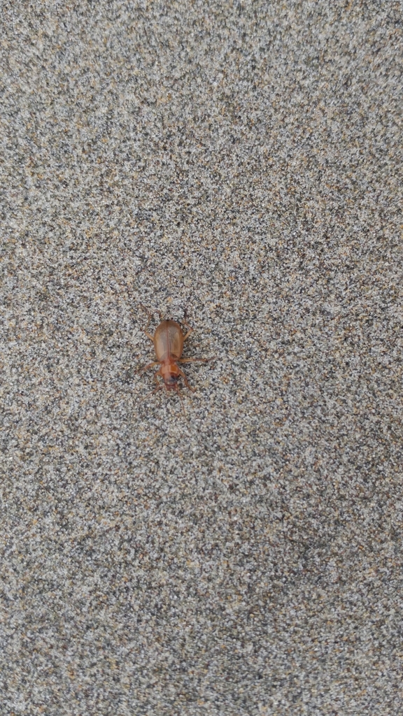 Nebria diversa from Long Beach, WA 98631, USA on June 24, 2020 at 04:59 ...