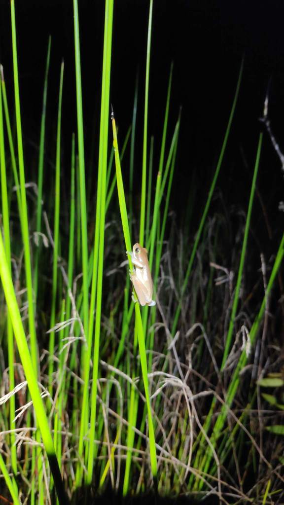 Olongburra Tree Frog in June 2020 by Daniel · iNaturalist