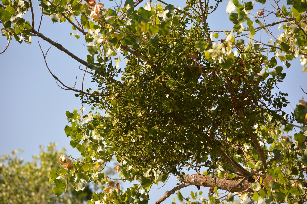 oak mistletoe from Folsom, CA, USA on May 28, 2017 at 08:51 AM by Scott ...