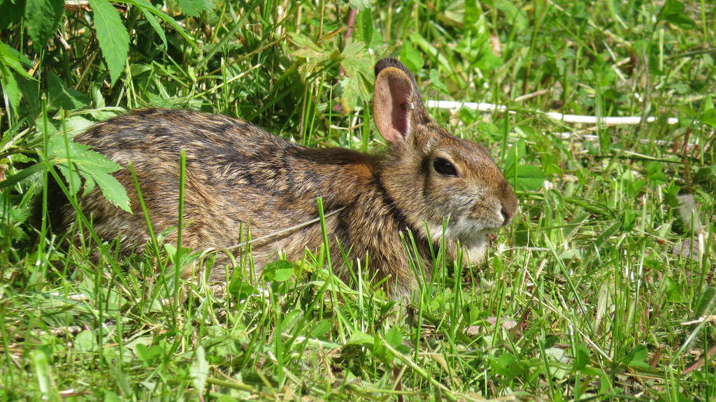 Appalachian Cottontail in June 2020 by Adrianna Nelson. Around 6100 ...