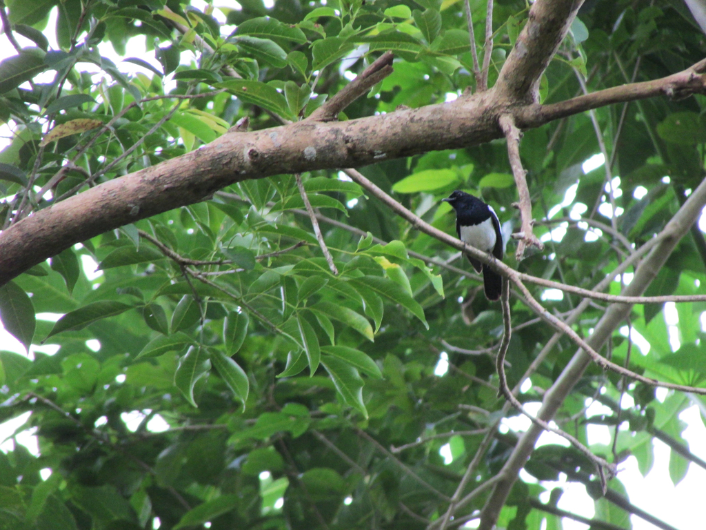 Philippine Magpie-Robin (Copsychus mindanensis) - Avian Discovery