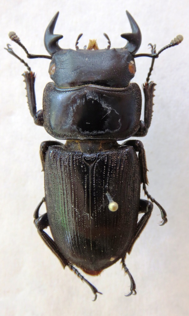 Dorcus curvidens (Mushiking of Indochinese Peninsula and South Asia ...