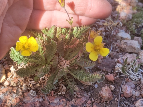 Variety Geum rossii rossii · iNaturalist