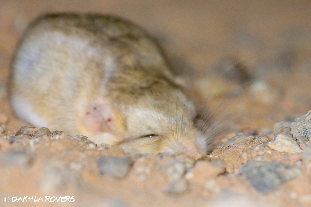 Fat-tailed Gerbil (Pachyuromys duprasi) - Know Your Mammals