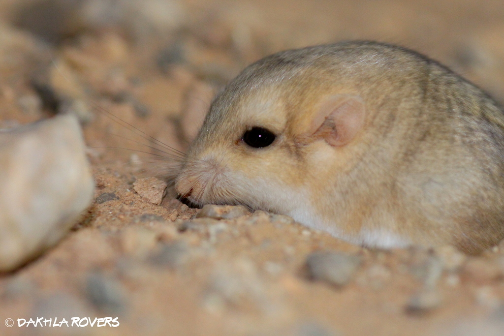 Fat-tailed Gerbil (Pachyuromys duprasi) - Know Your Mammals