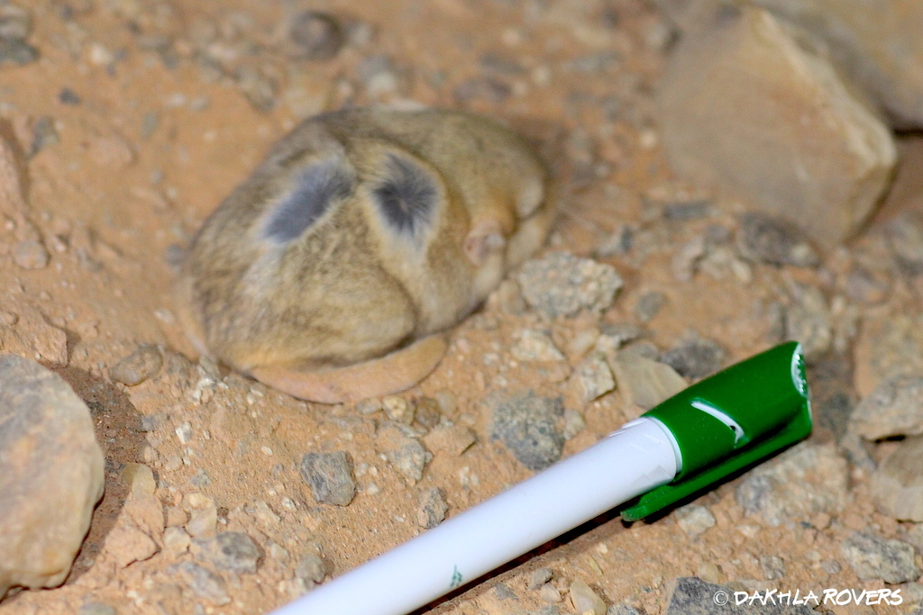 Fat-tailed Gerbil (Pachyuromys duprasi) - Know Your Mammals