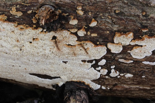 Fomitopsis variiformis · iNaturalist