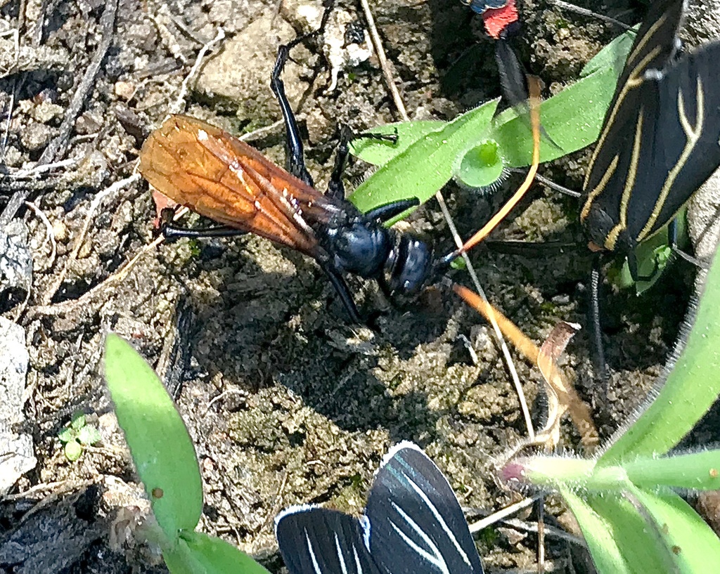Tarantula-hawk Wasps and Allies from Coronado National Forest, Hereford ...