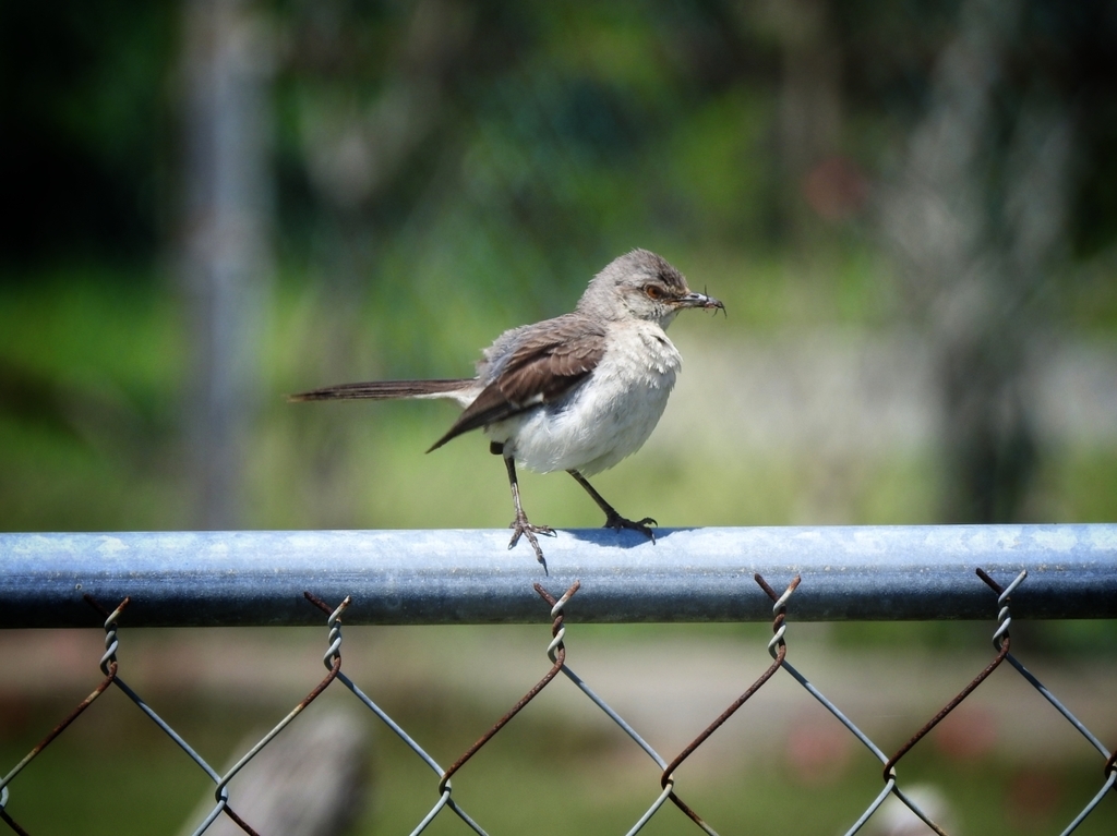 Northern Mockingbird from Soto la Marina, Tamps., México on June 24 ...