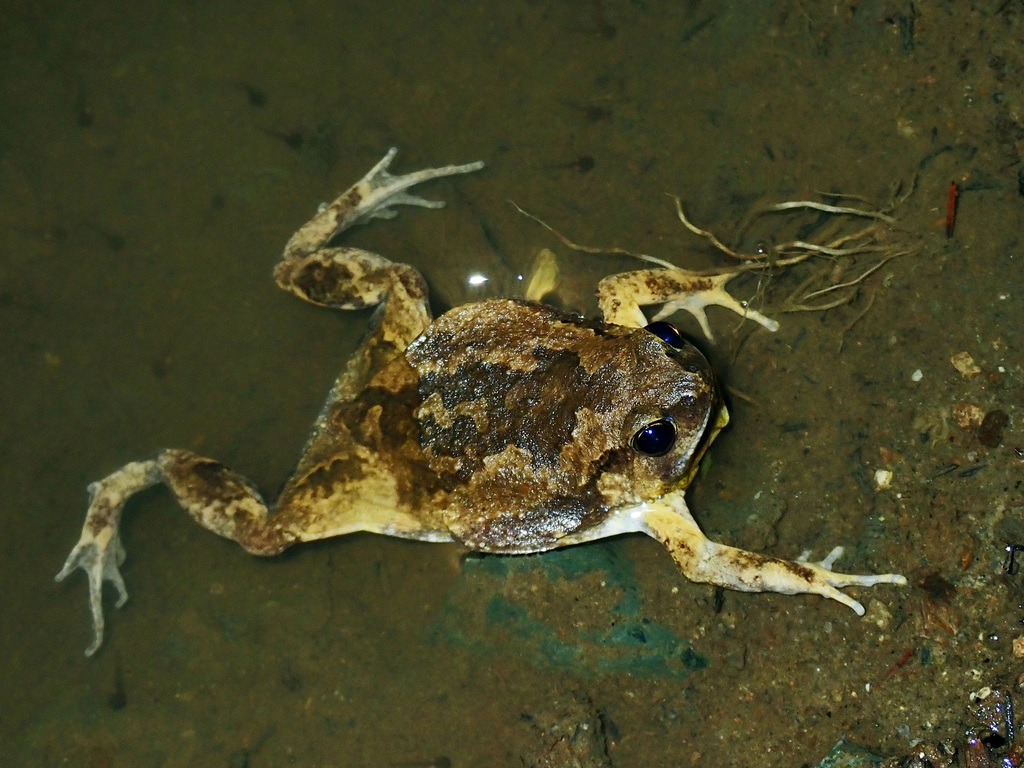 Slender-Digit Chorus Frog from Real, Quezon, Philippines on June 27 ...