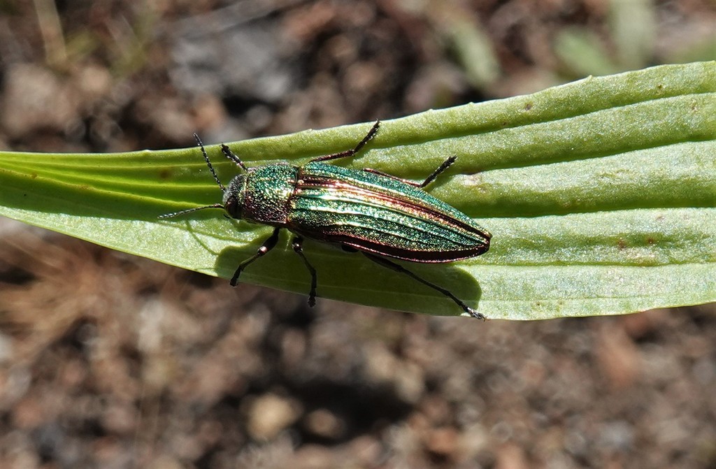 Golden Buprestid Beetle from Nanaimo, BC, Canada on June 24, 2020 at 05 ...
