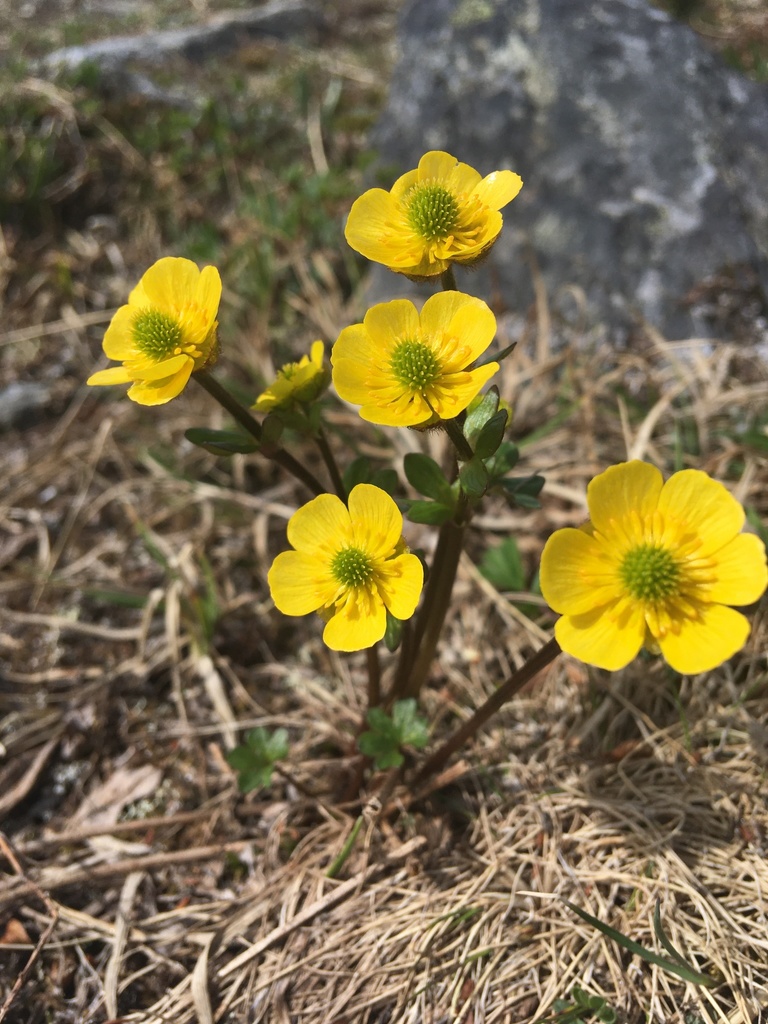 Snowy Buttercup from Abisko National Park, Abisko, Norrbotten, SE on ...