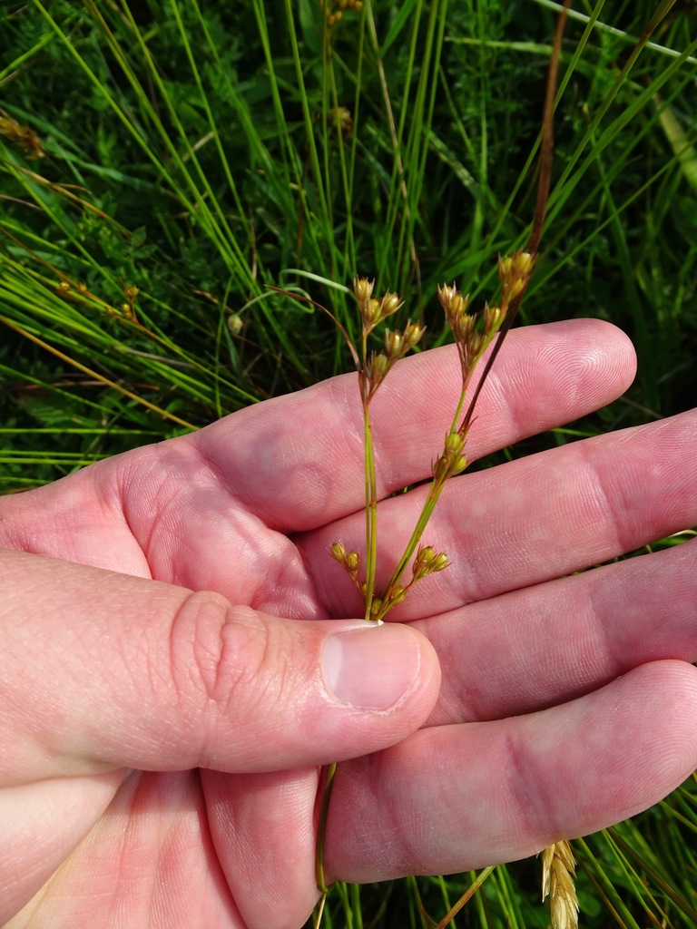 Slender Path Rush from Summit County, OH, USA on June 24, 2020 at 06:30 ...