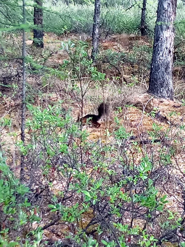 Anadyr Red Squirrel (Sciurus vulgaris anadyrensis) - Know Your Mammals