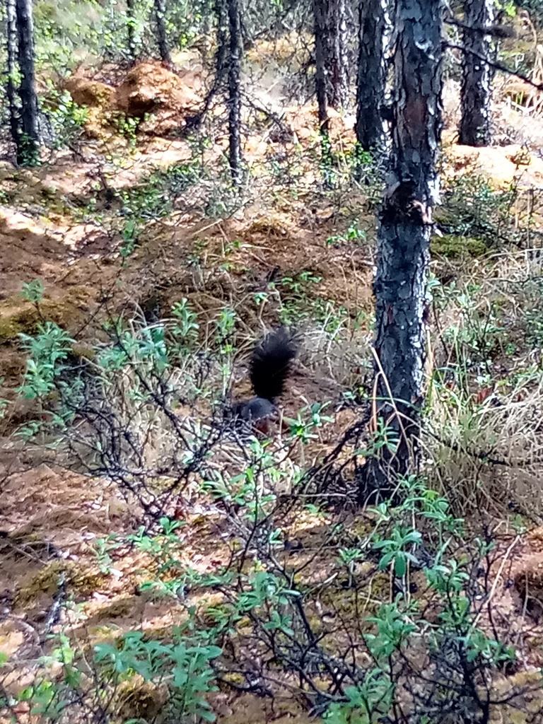 Anadyr Red Squirrel (Sciurus vulgaris anadyrensis) - Know Your Mammals