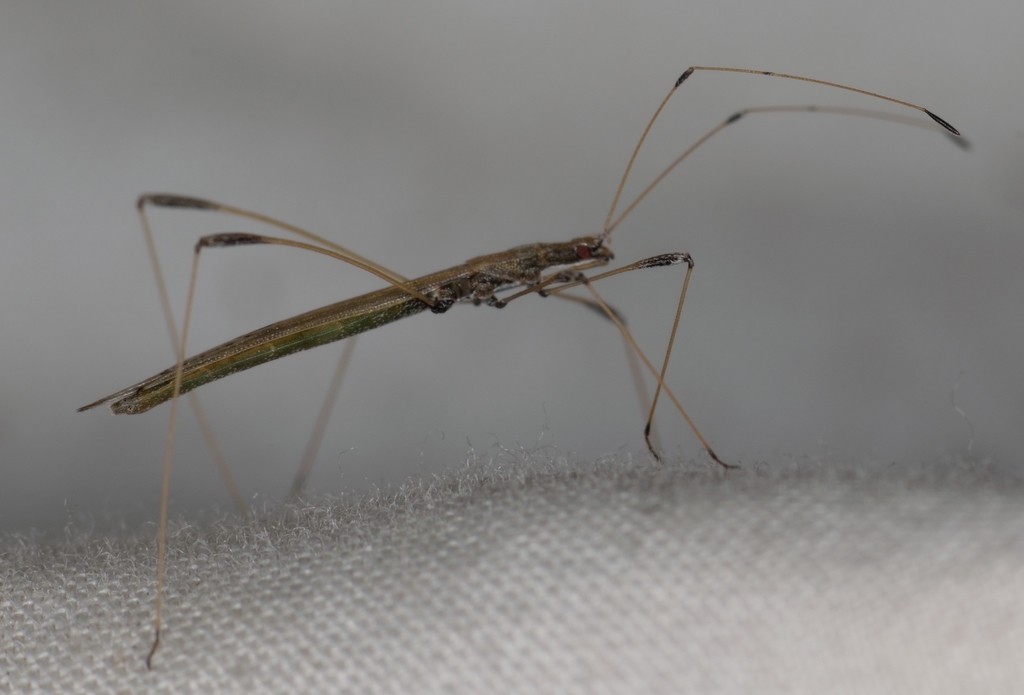 Neides aduncus (Madeira True Bugs) · iNaturalist