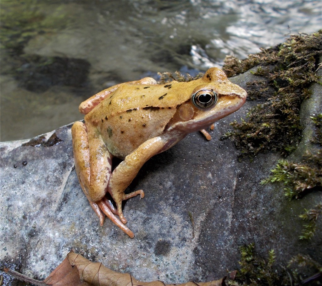 Rana montana (Amsterdam Animal Diversity) · iNaturalist