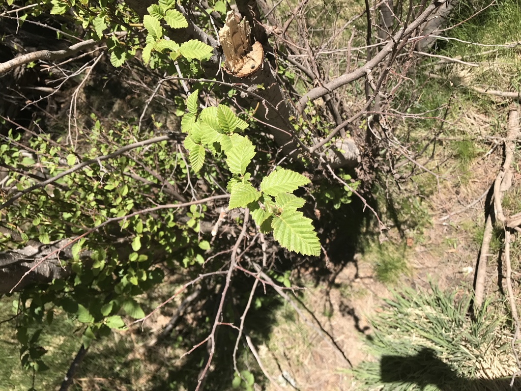 Arizona alder (Alnus oblongifolia) - Botanical Realm
