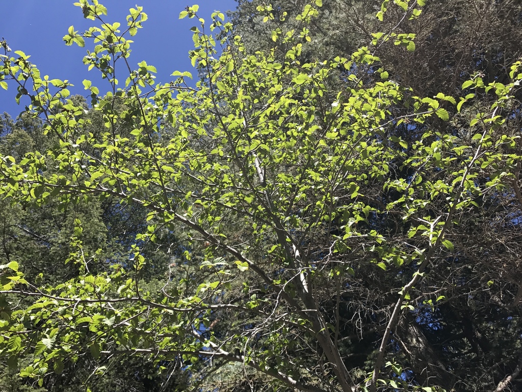Arizona alder (Alnus oblongifolia) - Botanical Realm