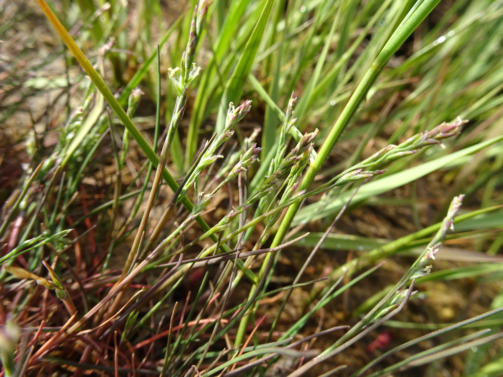 dwarf alkali grass from Chance Harbour, NB E5J, Canada on June 23, 2020 ...
