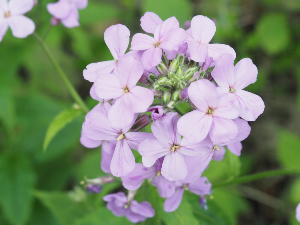 Dames Rocket (Deer Grove Natural Areas Volunteers Invasive Species ...