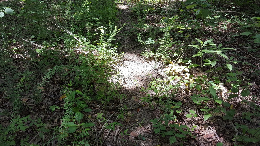 Timber Rattlesnake from Newton County, AR, USA on July 12, 2017 at 01: ...