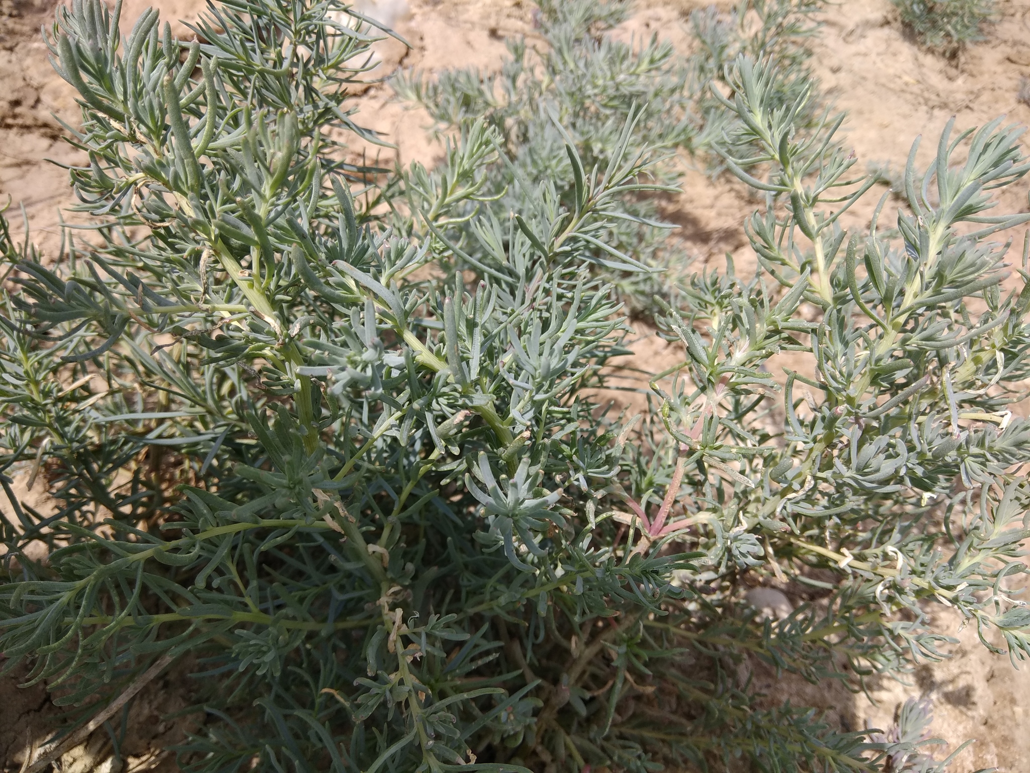 Suaeda acuminata (C.A.Mey.) Moq.