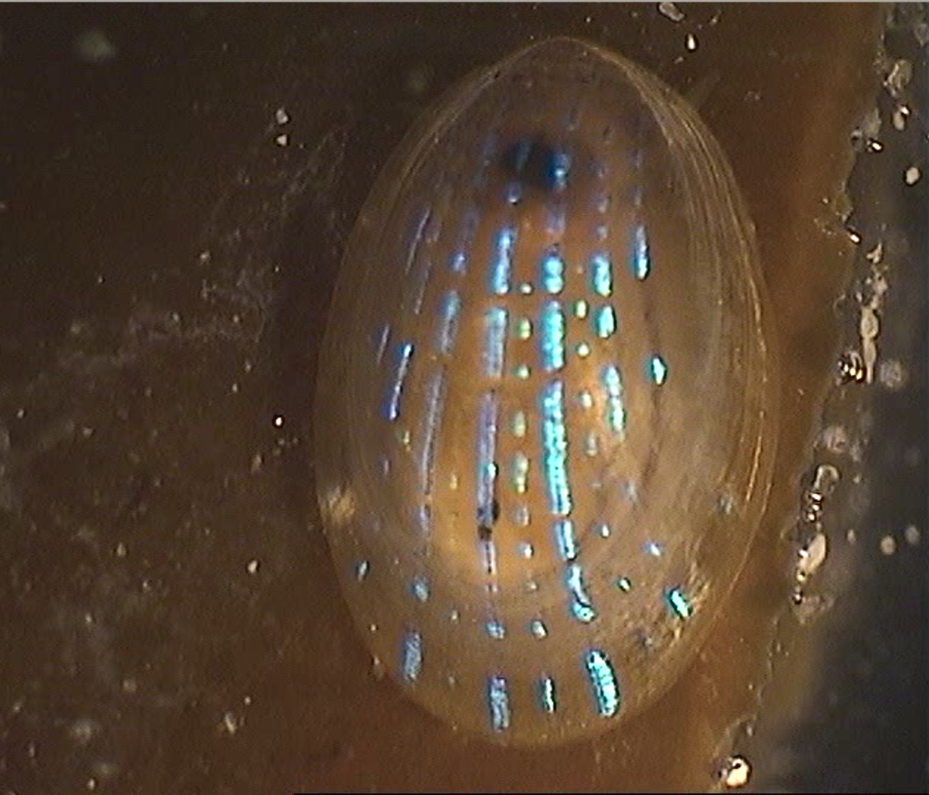 Blue-rayed Limpet from Tatihou, Saint-Vaast-la-Hougue, France on ...