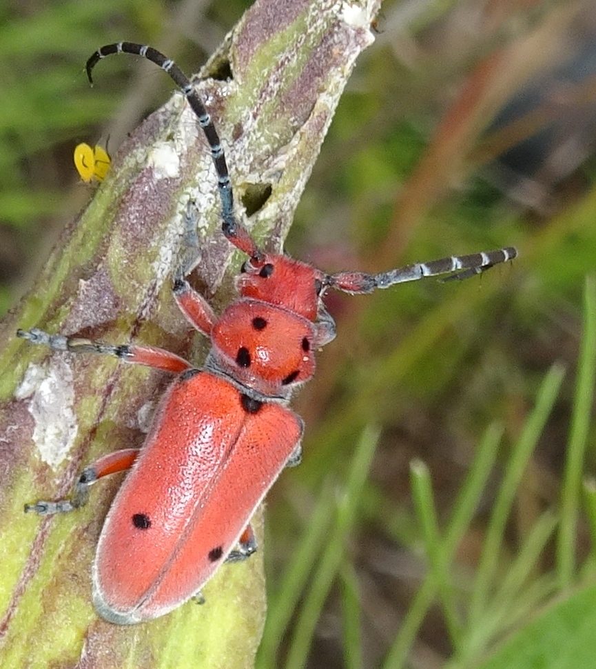 Texas milkweed longhorn beetle (Guide to Beetles of Erath County, TX ...