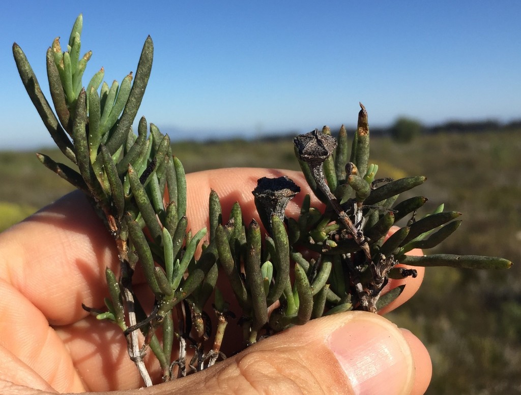 Sandveld Brightfig from Cape Farms, Cape Town, South Africa on June 24 ...